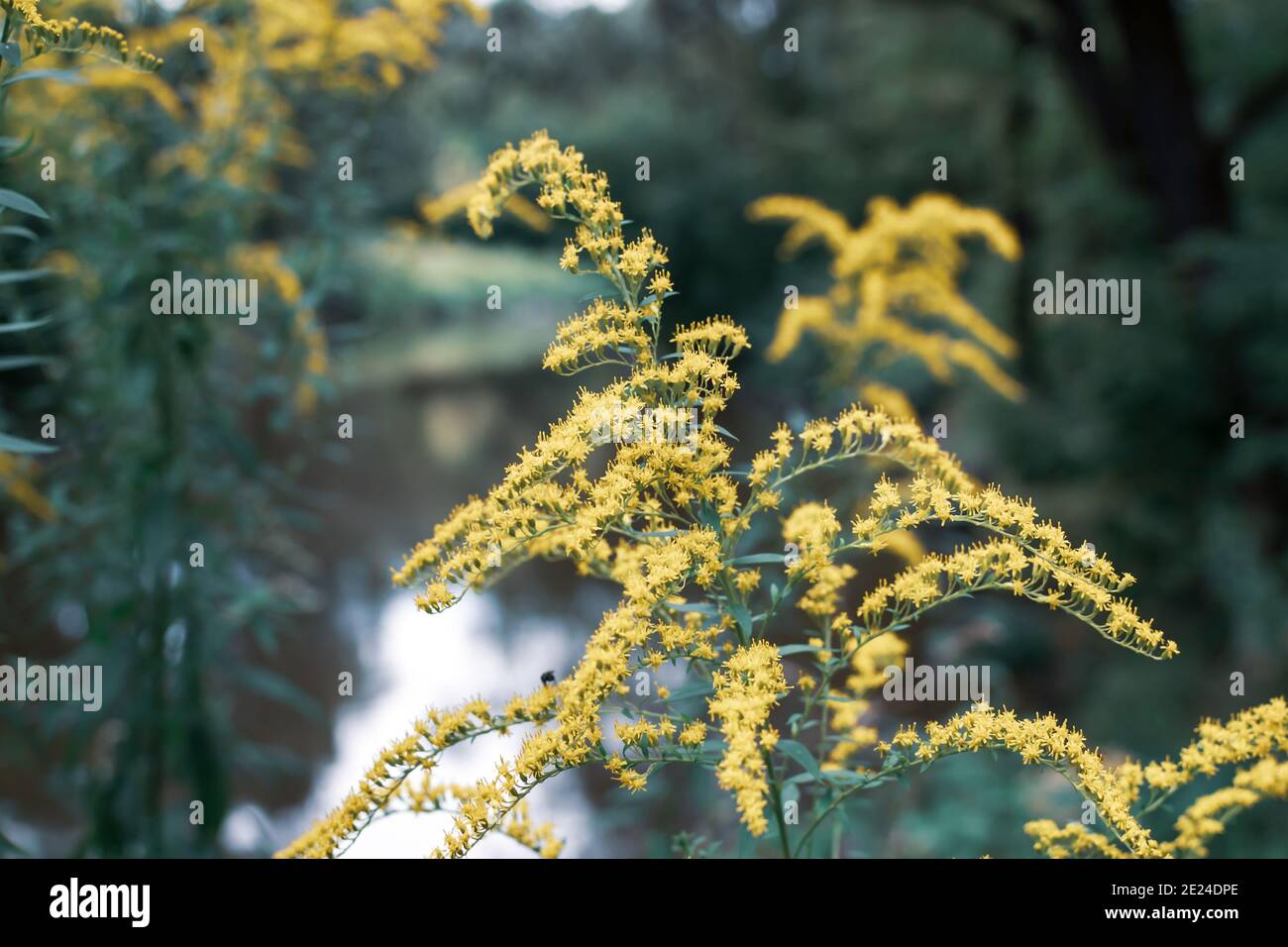 The wild flowers of Solidago canadensis or late goldenrod. Selective ...