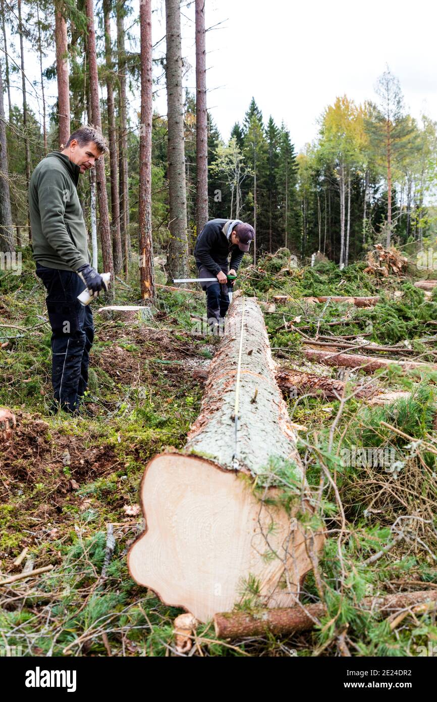 Men measuring cut tree trunk Stock Photo - Alamy
