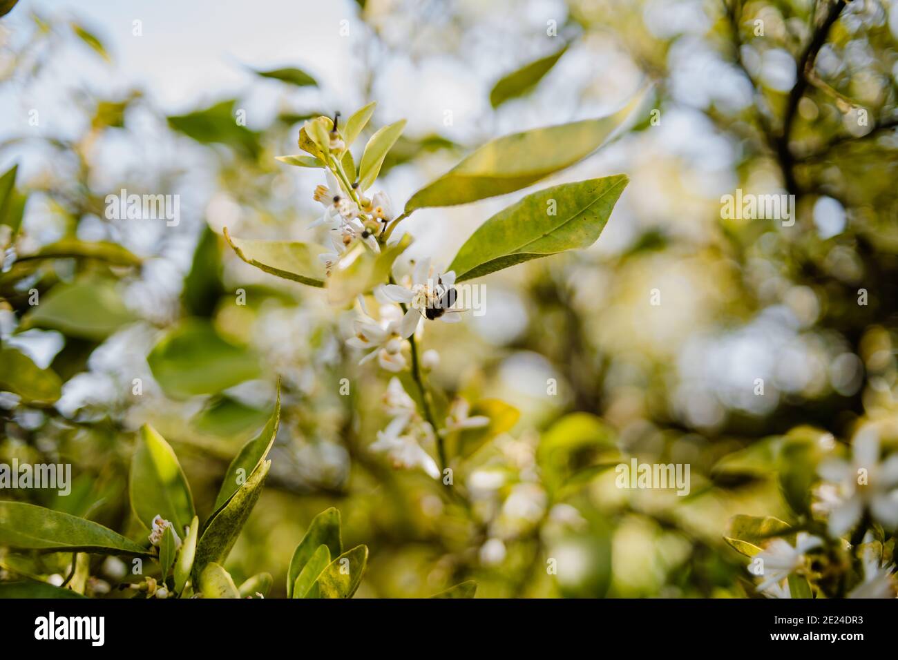 Bee pollinating a blossom orange tree Stock Photo - Alamy