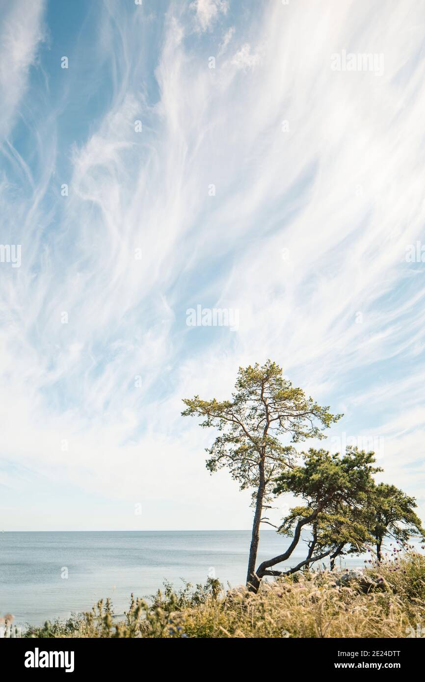 Trees at sea Stock Photo - Alamy