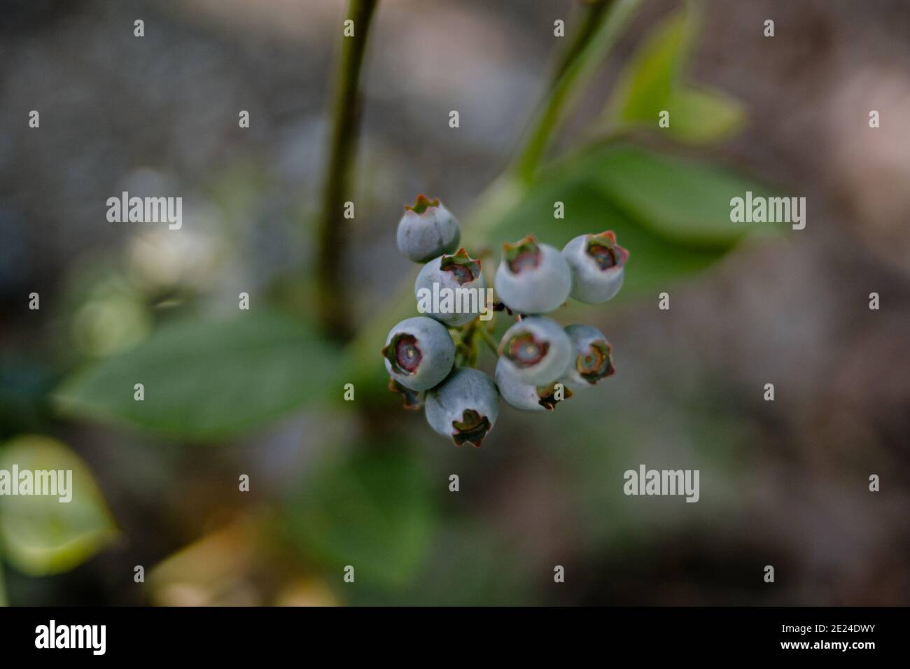 Cluster of blueberries growing on a young blueberry bush Stock Photo ...