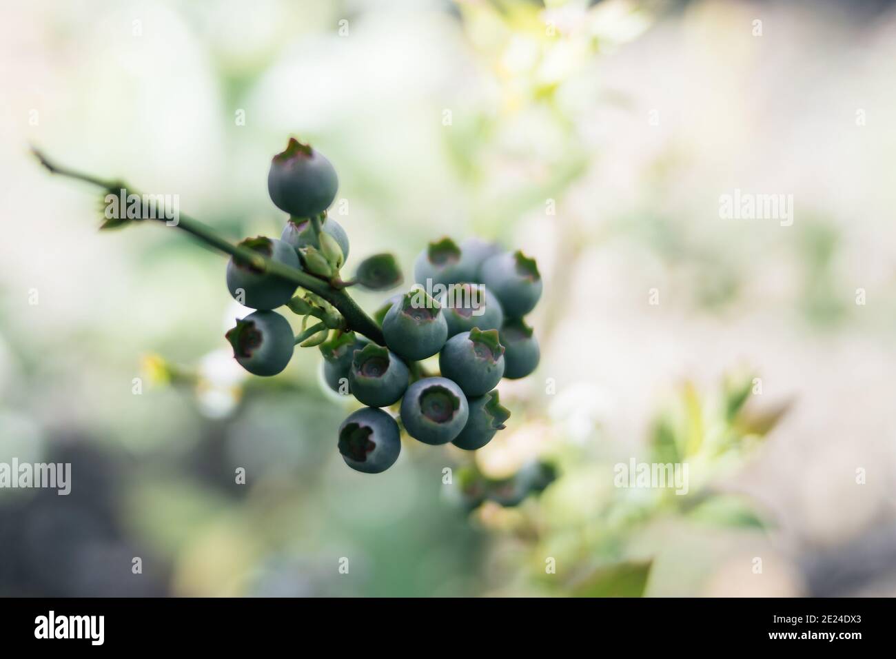 Cluster of blueberries growing on a young blueberry bush Stock Photo ...