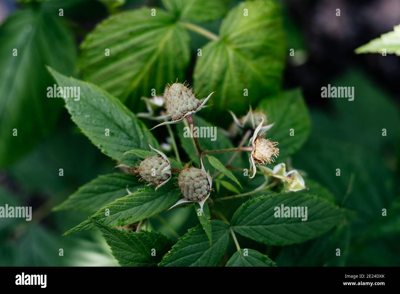 Raspberries growing hi-res stock photography and images - Alamy