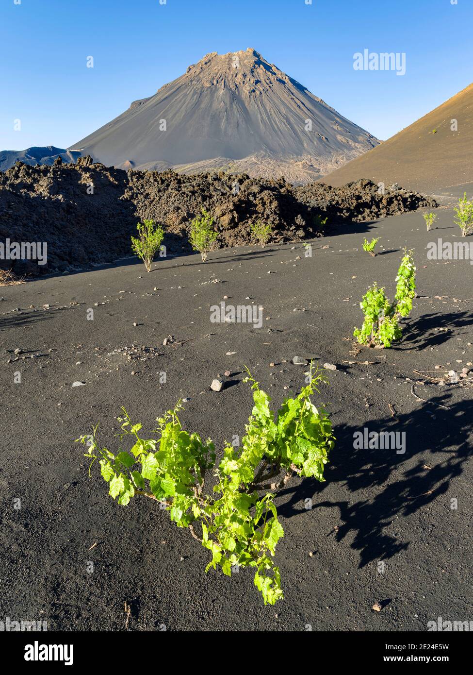 Traditional viniculture in the Cha de Caldeiras,. Stratovolcano mount ...