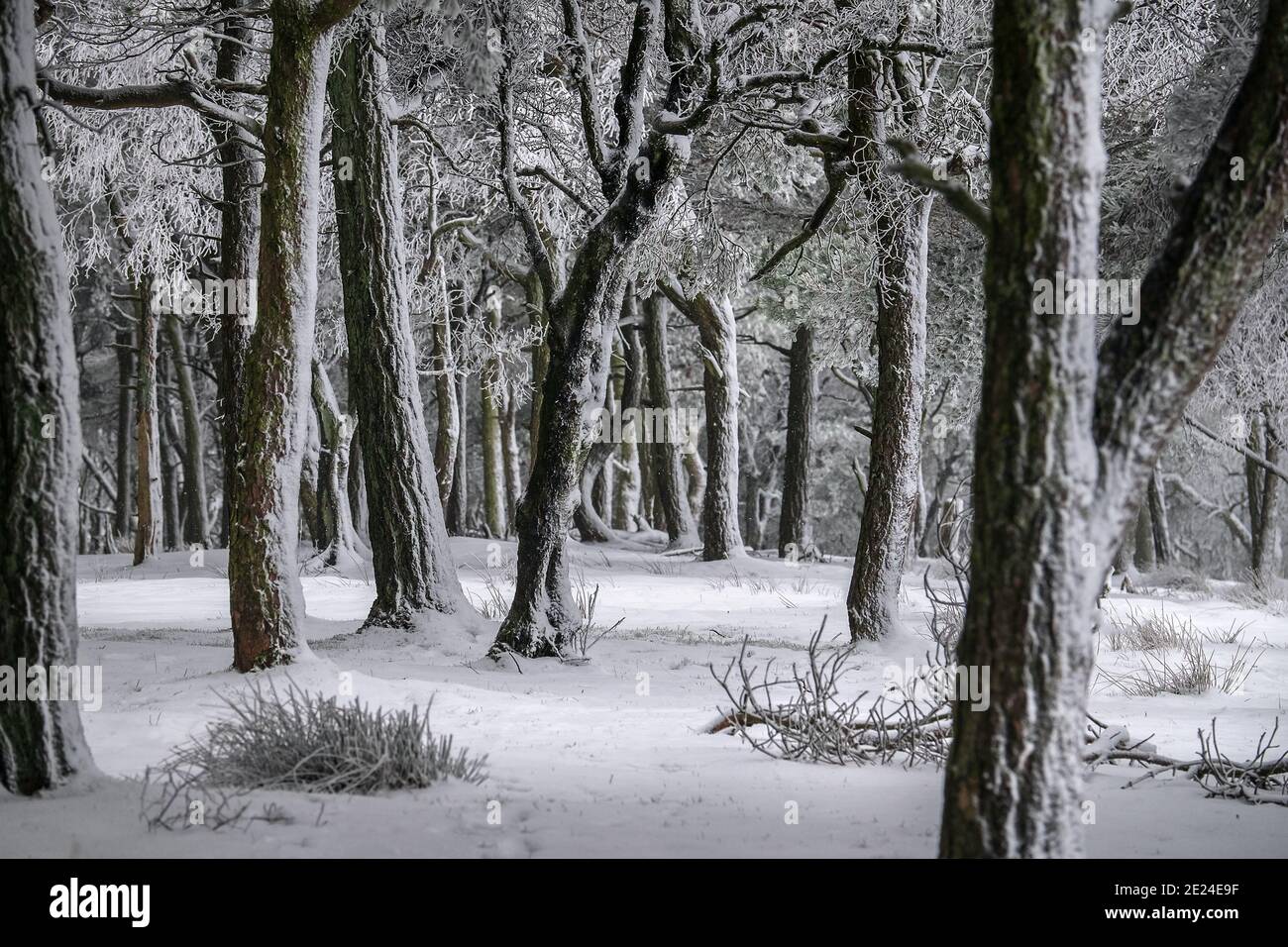 Woodland in snow hi-res stock photography and images - Alamy