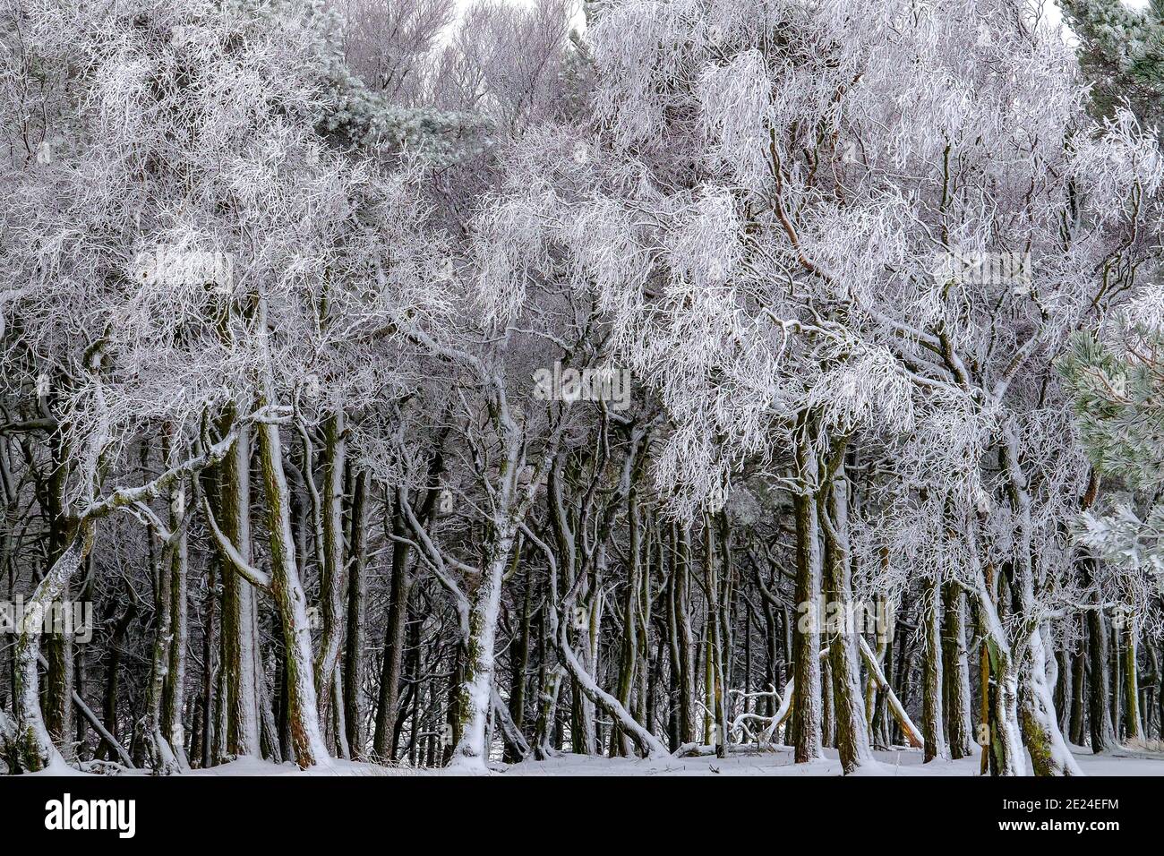 A woodland in winter snow Stock Photo - Alamy
