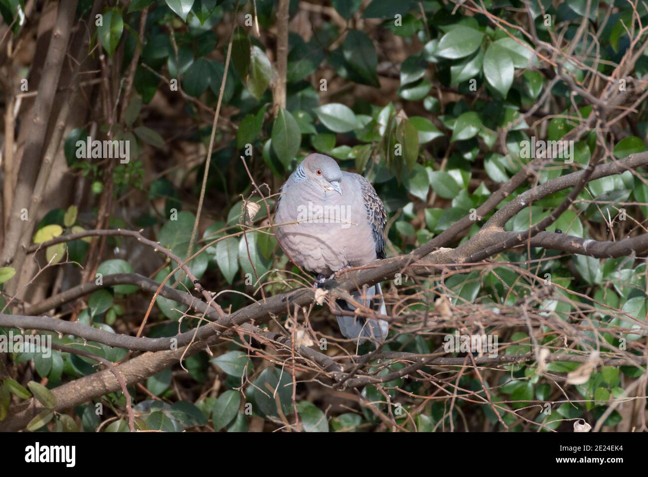 The oriental turtle dove or rufous turtle dove (Streptopelia orientalis ...