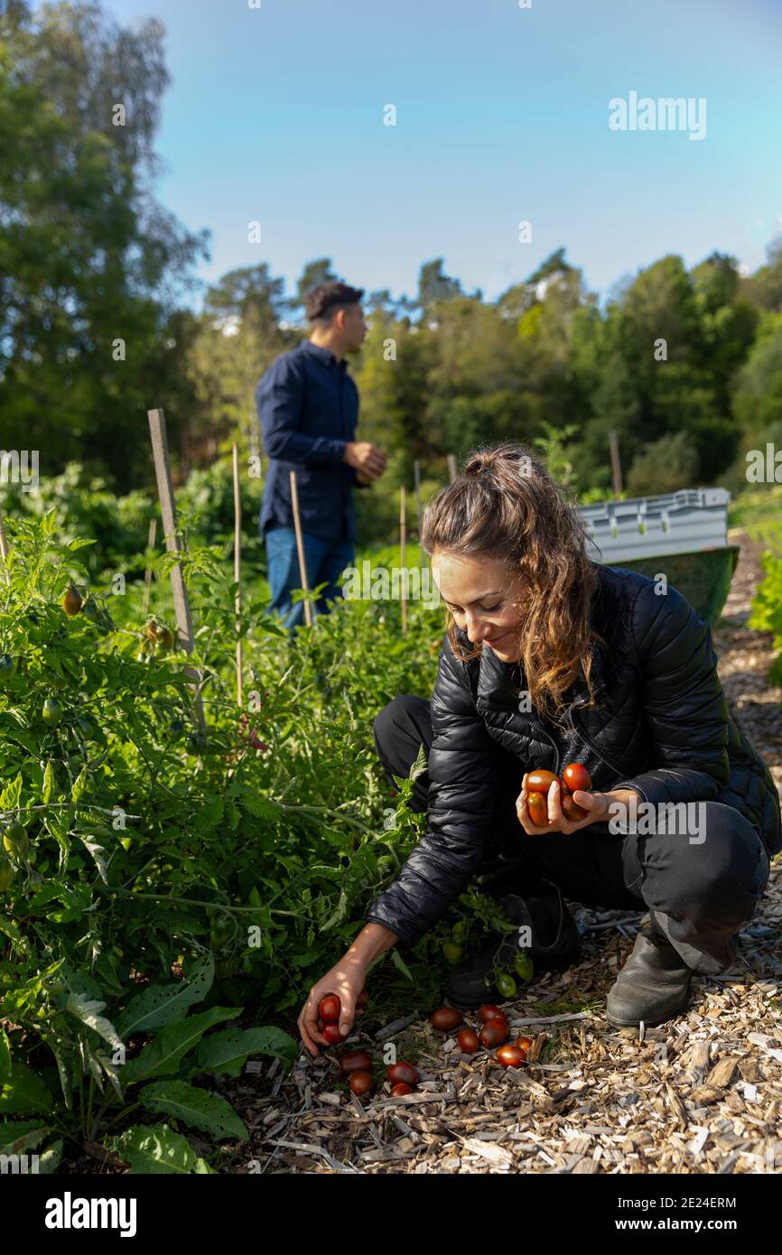 Tomato patch hi-res stock photography and images - Alamy