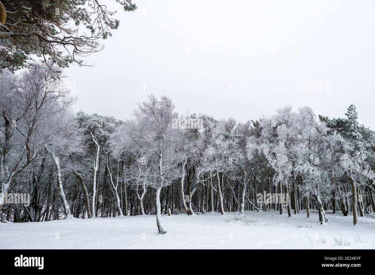 A woodland in winter snow Stock Photo - Alamy