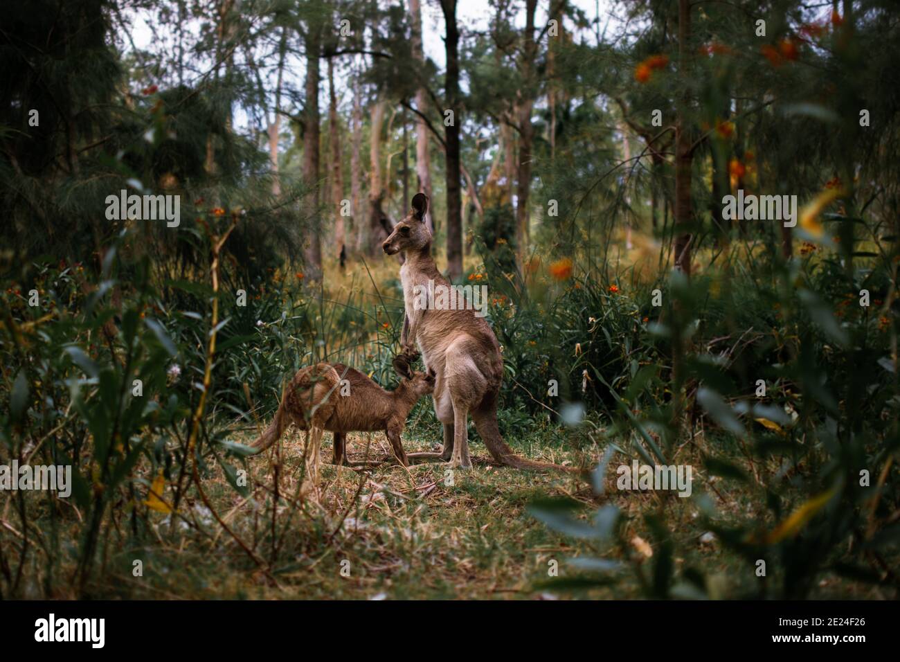 Mom feeding joey kangaroo in the bush, roo family mother and baby Stock ...
