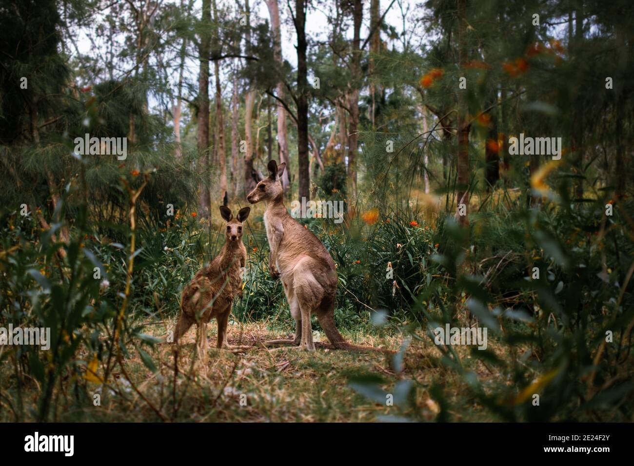 Mom feeding joey kangaroo in the bush, roo family mother and baby Stock ...