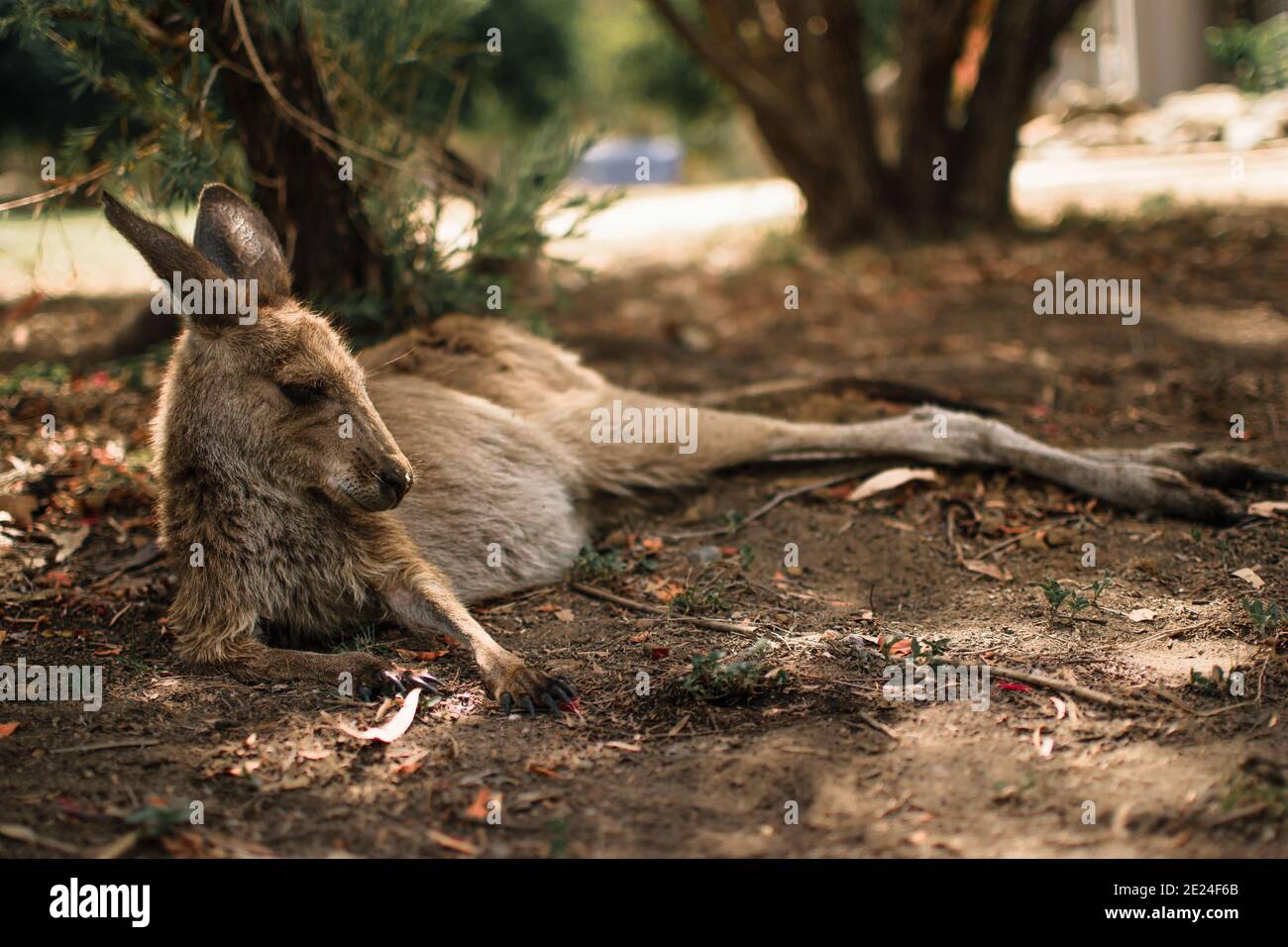 Lazy kangaroo resting in the shade on a hot australian day Stock Photo ...