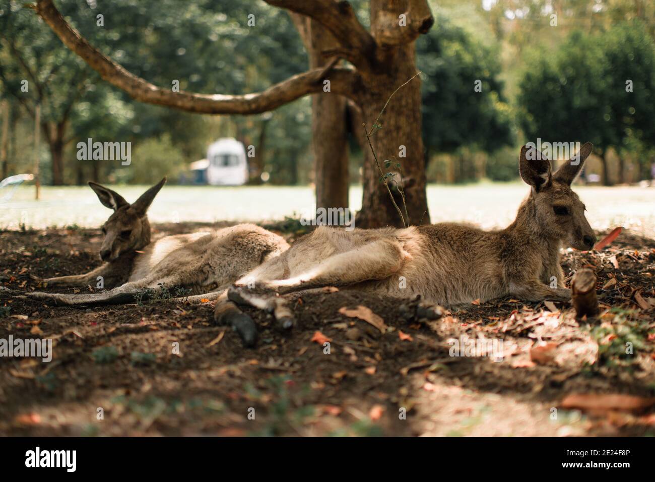 two Lazy kangaroo resting in the shade on a hot australian day Stock ...