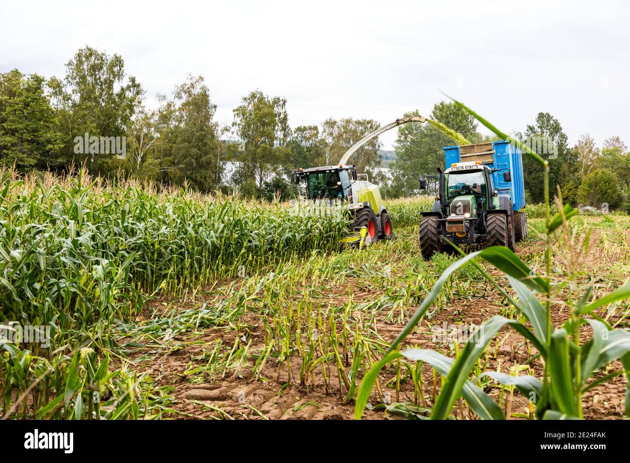 Harvesting corn field Stock Photo - Alamy