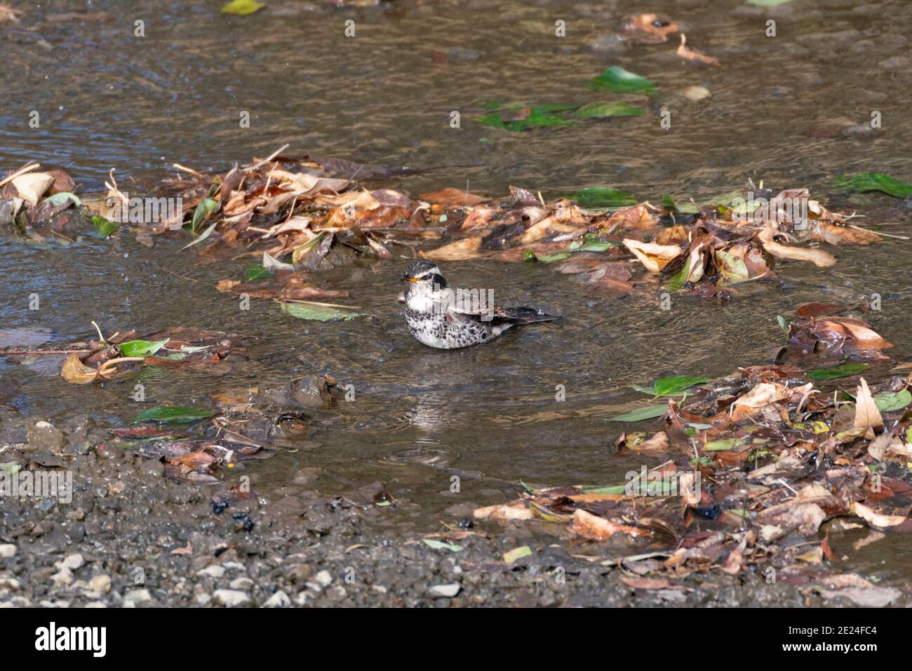 The dusky thrush (Turdus eunomus) bathing in river, Isehara City ...