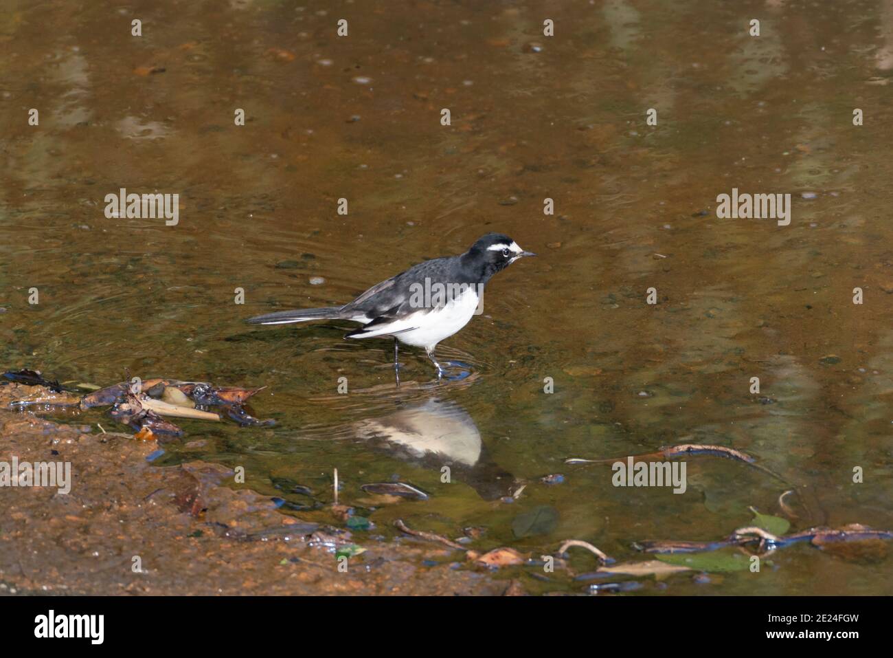 The Japanese wagtail (Motacilla grandis) waking at riverside, Isehara ...