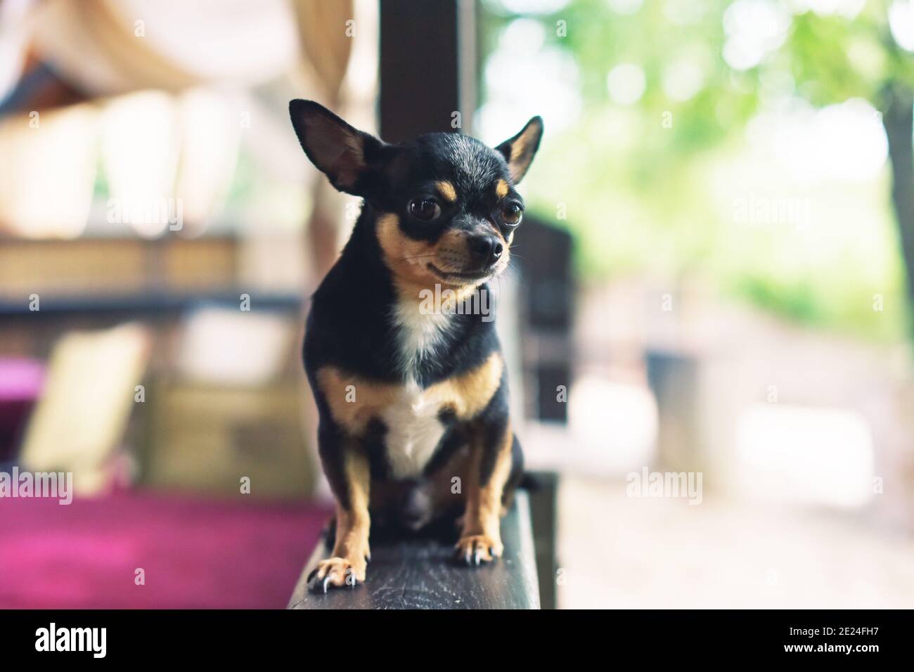 Chihuahua dog on the windowsill. Pet waiting for its owner by the ...