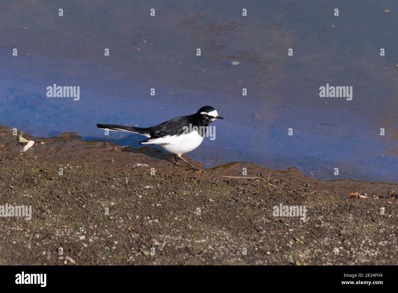 The Japanese wagtail (Motacilla grandis) waking at riverside, Isehara ...