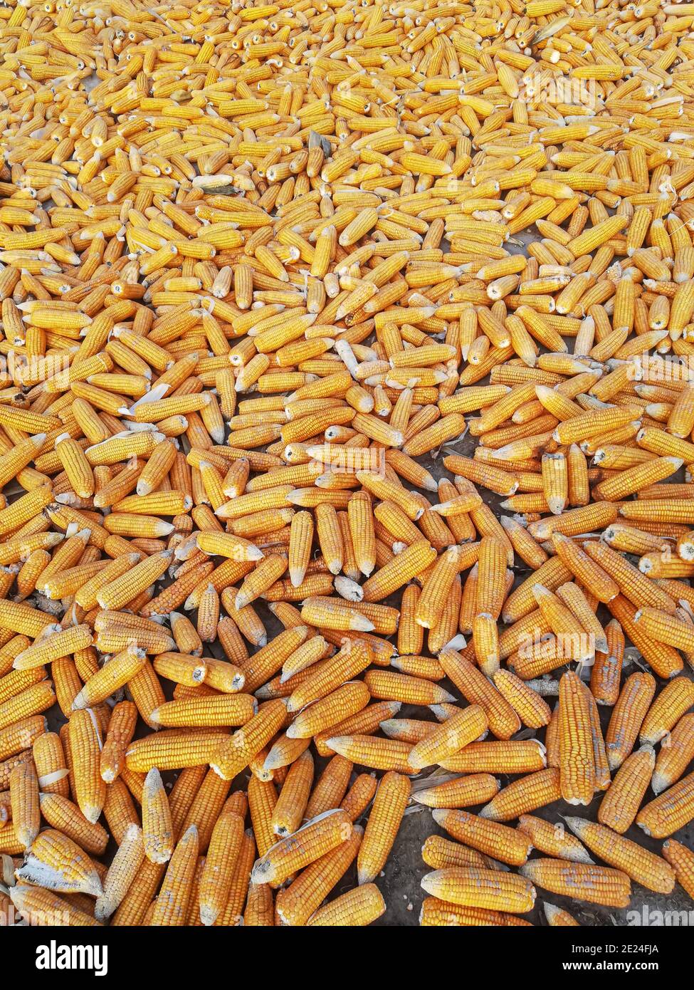 Domesticated Corn High Resolution Stock Photography and Images - Alamy