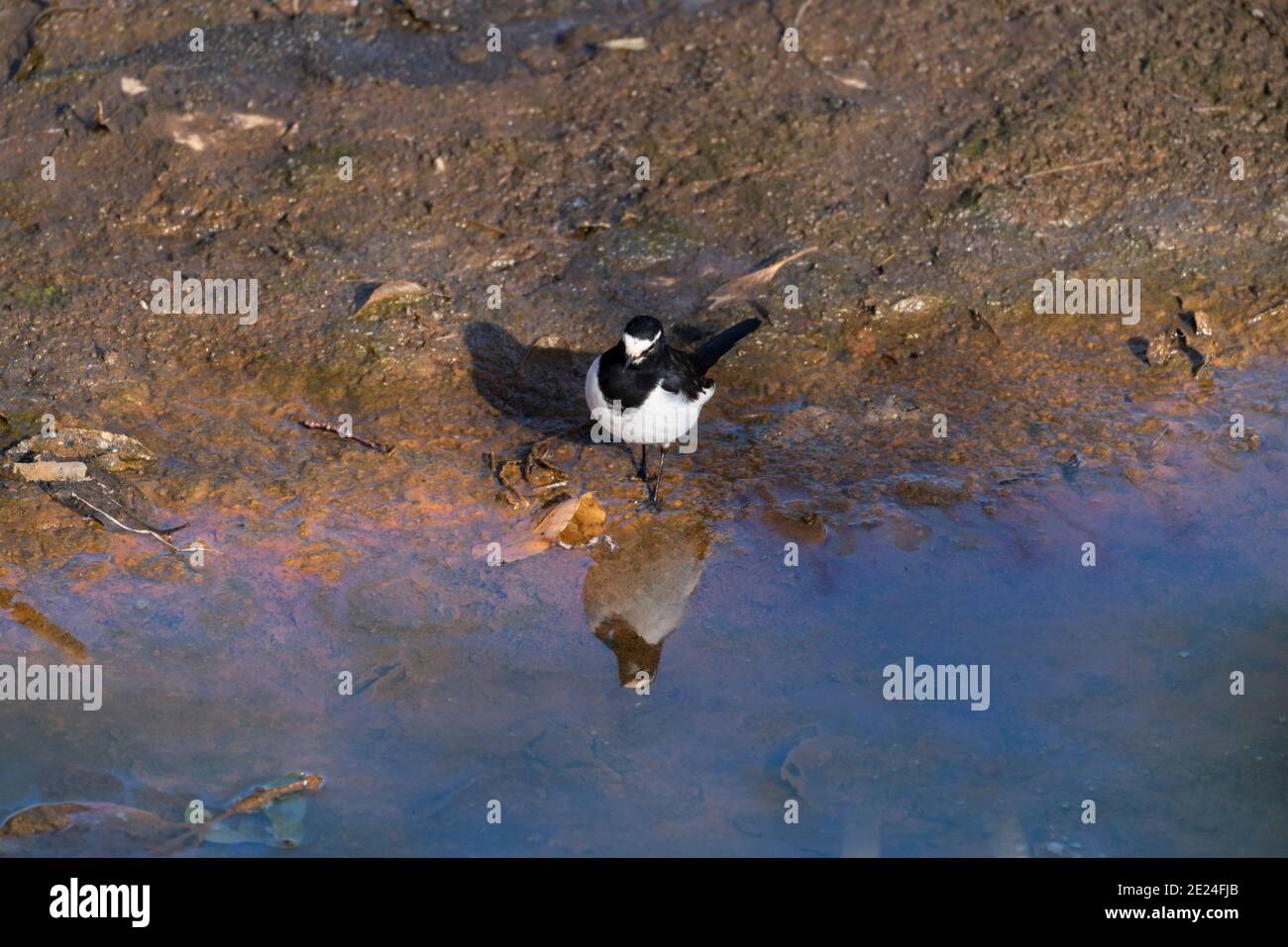 Segurosekirei hi-res stock photography and images - Alamy