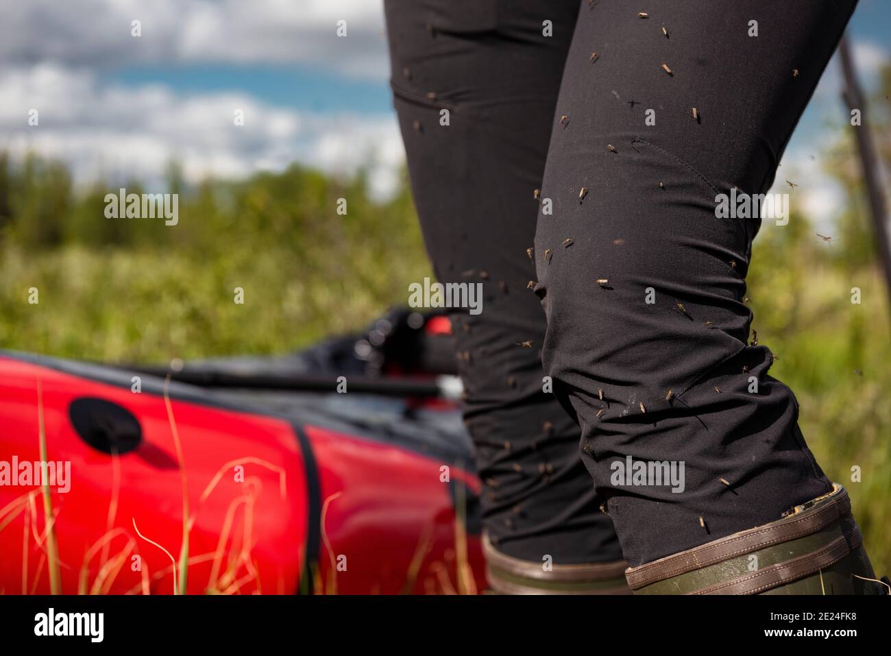 Caucasian insects hi-res stock photography and images - Alamy