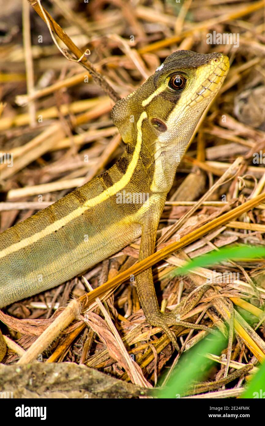 Common Basilisk, Jesus Christ Lizard, Basiliscus basiliscus, Tropical ...