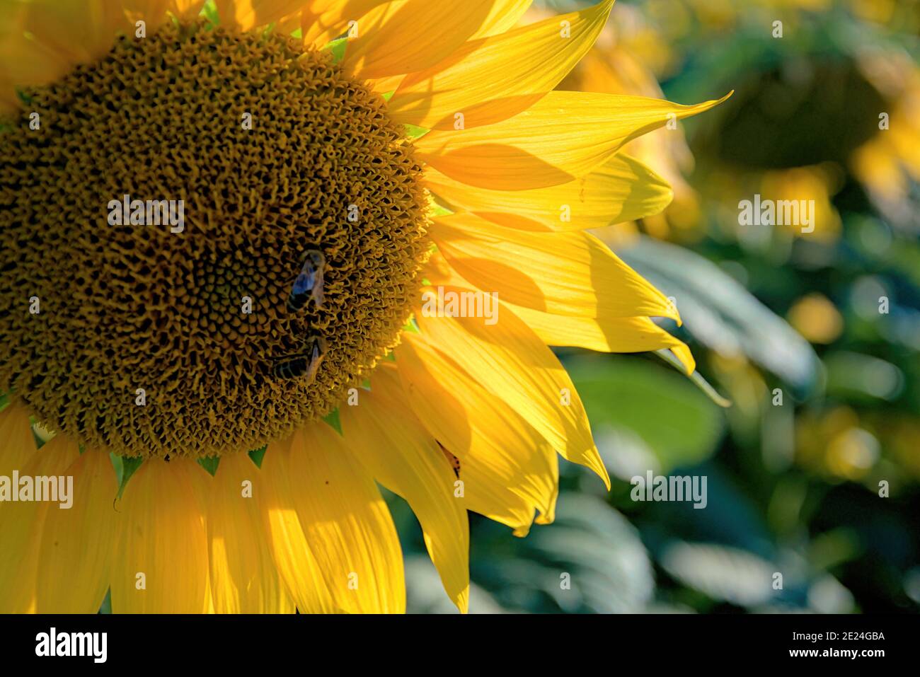 Closeup of a sunflower in a field captured on a sunny day Stock Photo ...