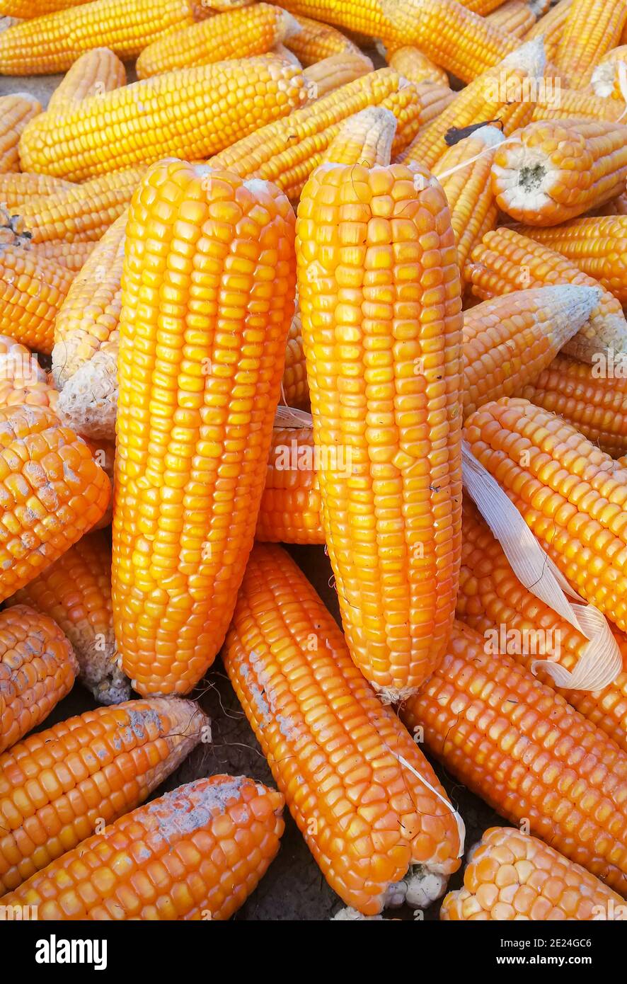 Maize, also known as corn, is a cereal grain first domesticated by ...