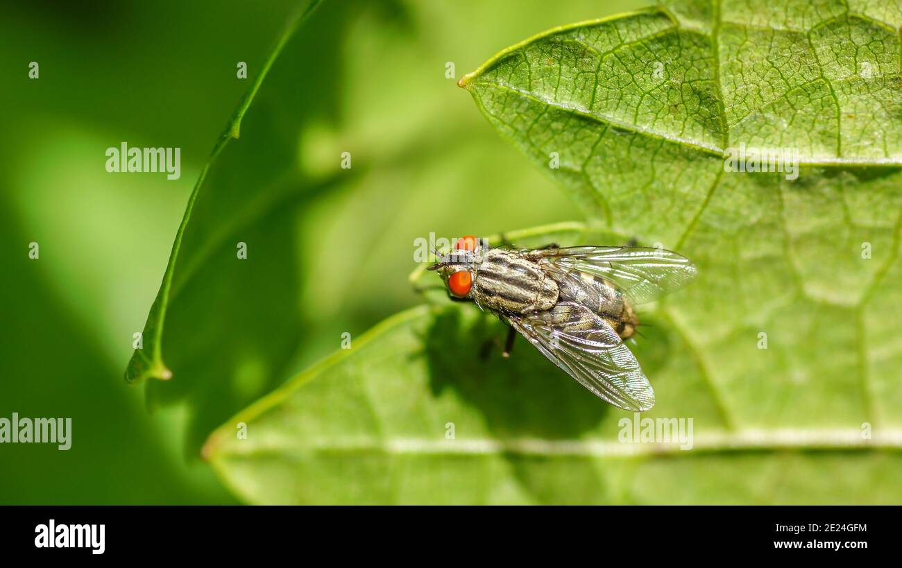 Blow fly larvae hi-res stock photography and images - Alamy