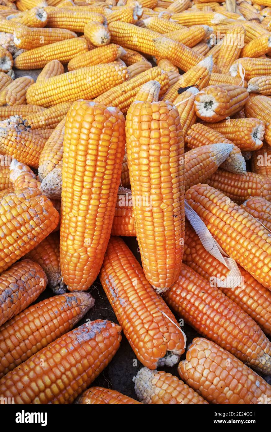 Maize, also known as corn, is a cereal grain first domesticated by ...
