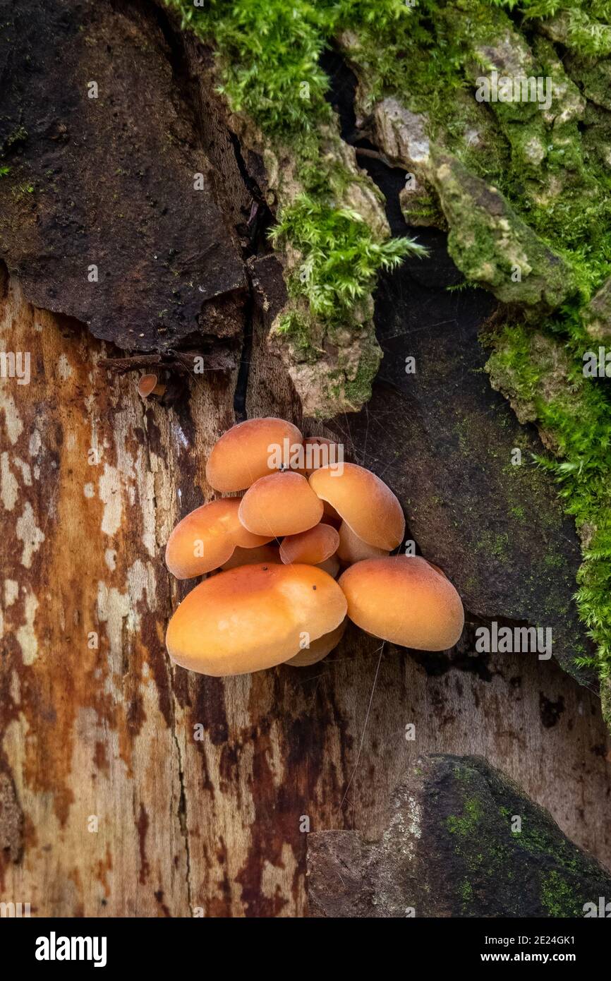 flammulina velutipes, Velvet Shank Stock Photo - Alamy