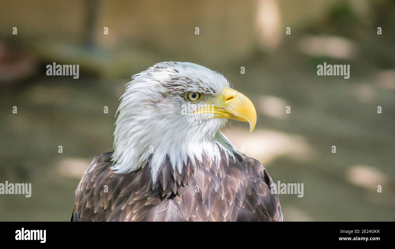 Profile shallow focus shot of a Bald eagle, a bi Stock Photo - Alamy