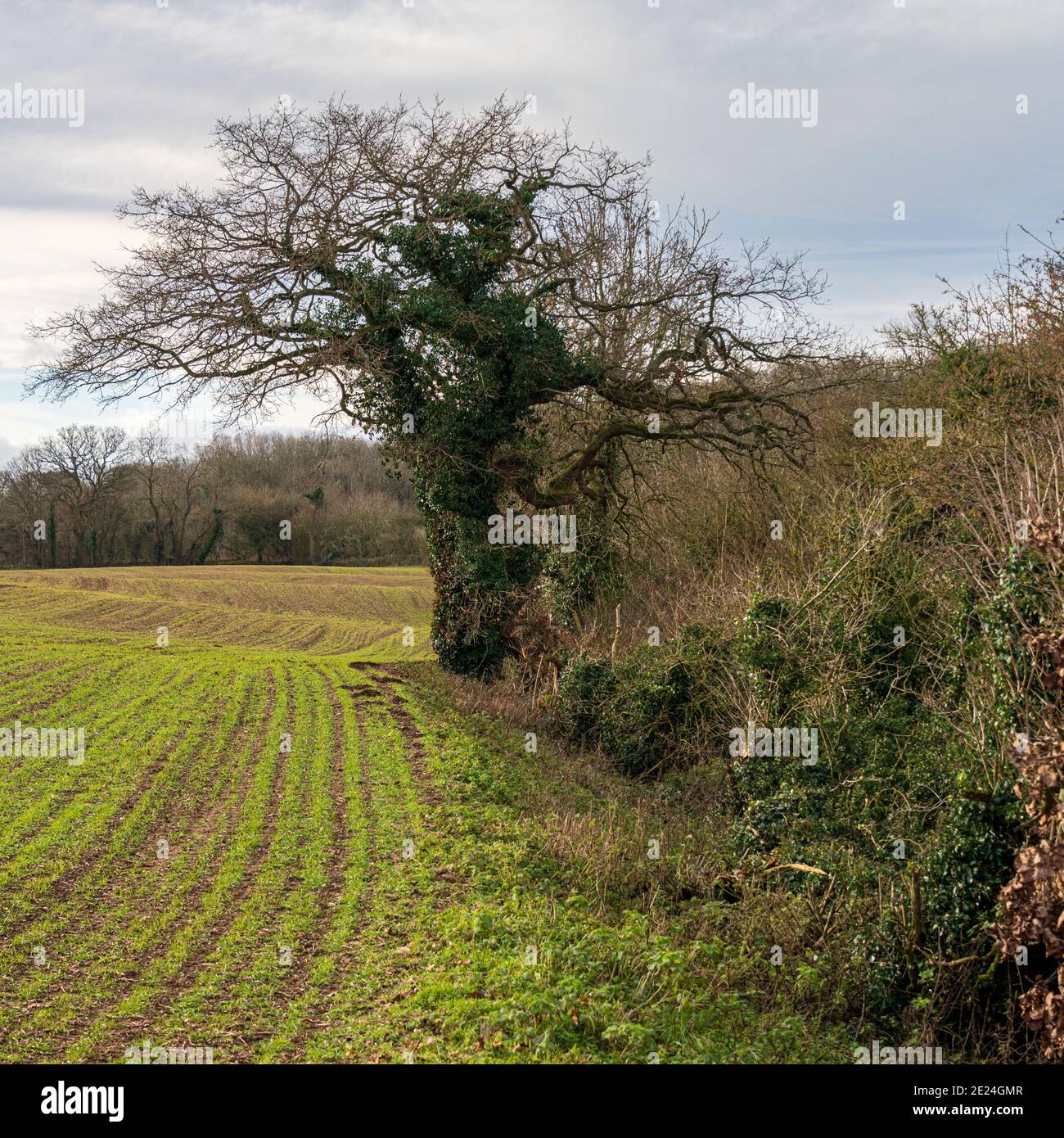English Countryside Scene in Winter Stock Photo - Alamy