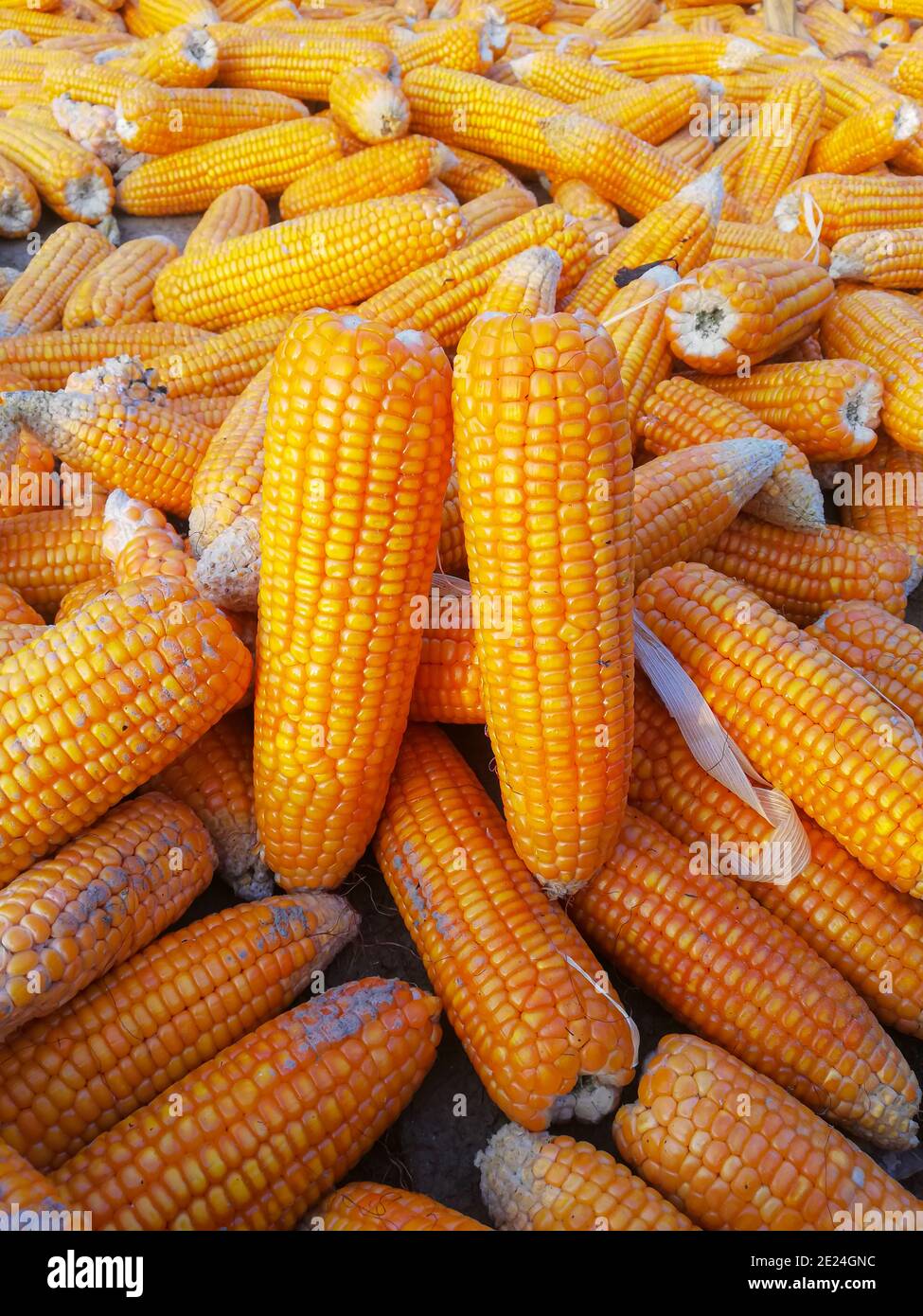 Maize, also known as corn, is a cereal grain first domesticated by ...
