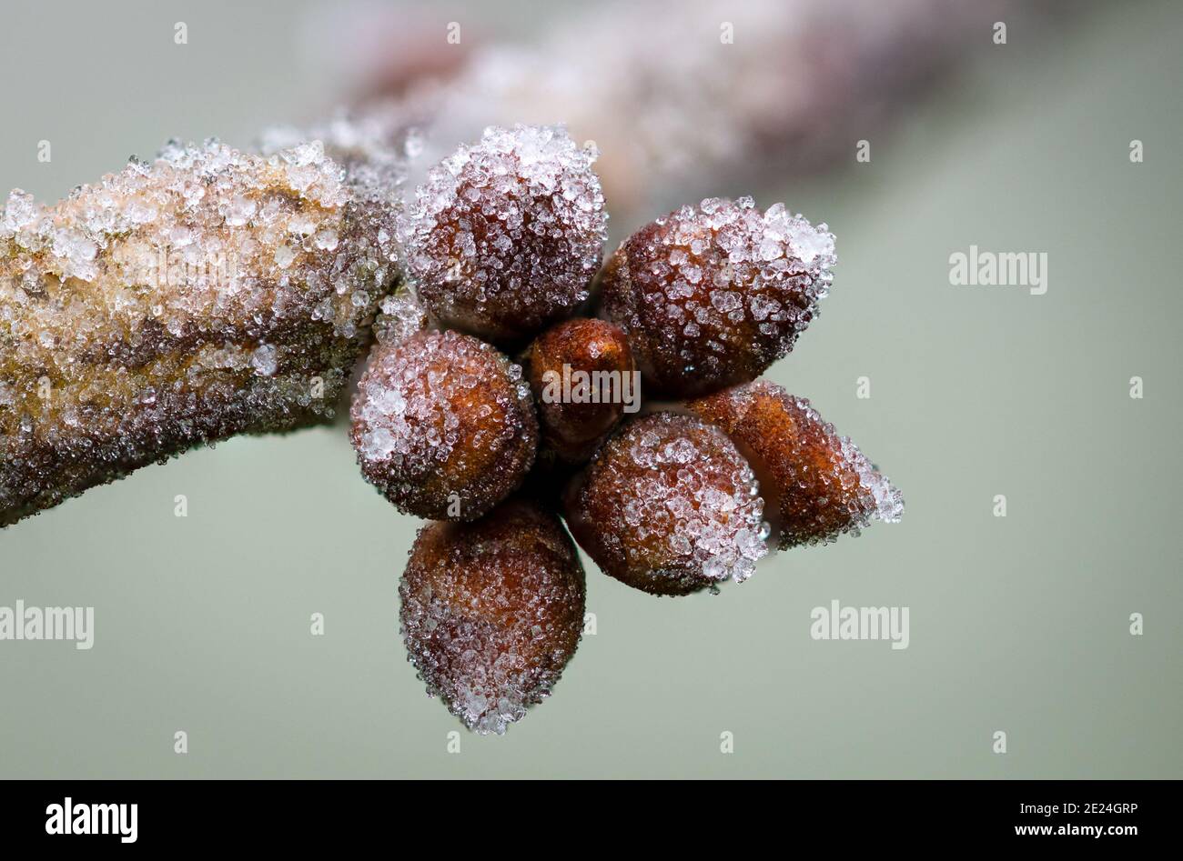 Frosted Tree Buds Close-Up Stock Photo - Alamy