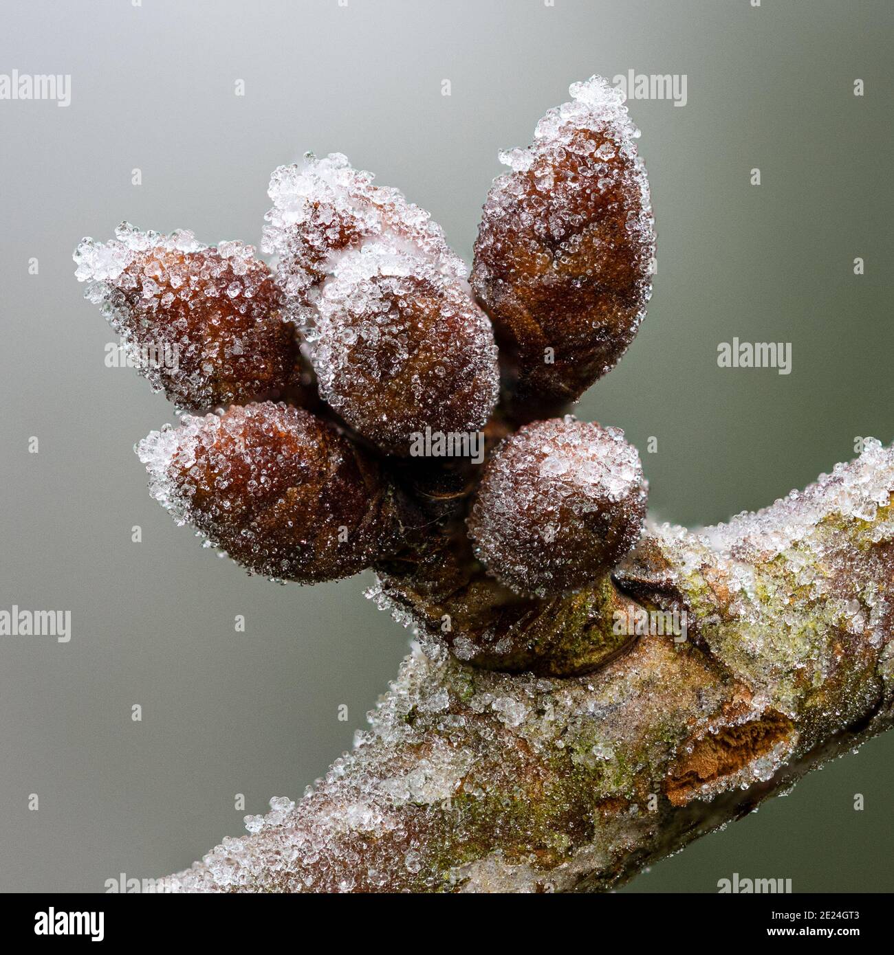 Frosted Tree Buds Close-Up Stock Photo - Alamy
