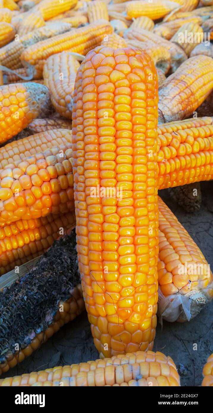 Maize, also known as corn, is a cereal grain first domesticated by ...
