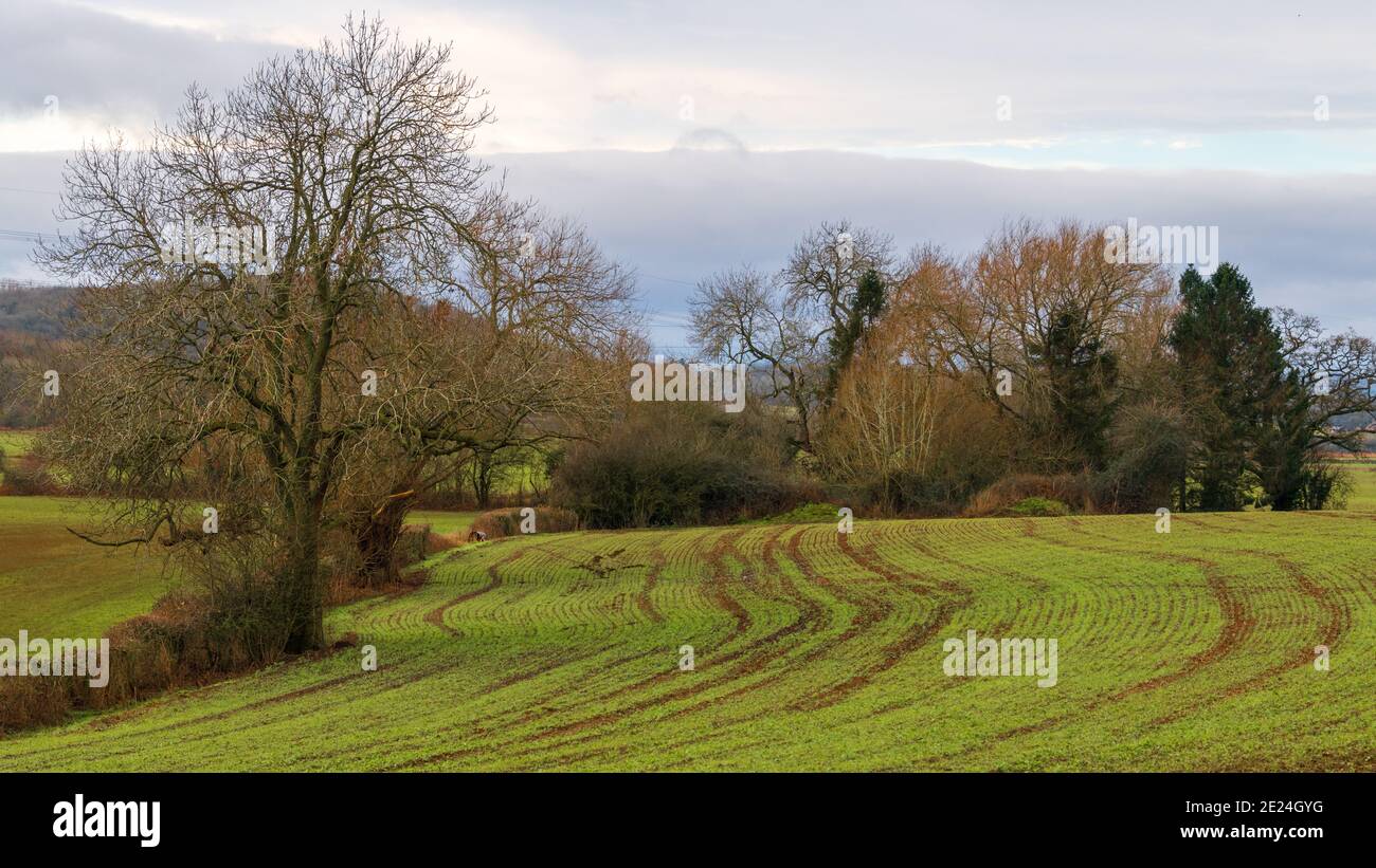 British winter countryside scene hi-res stock photography and images ...