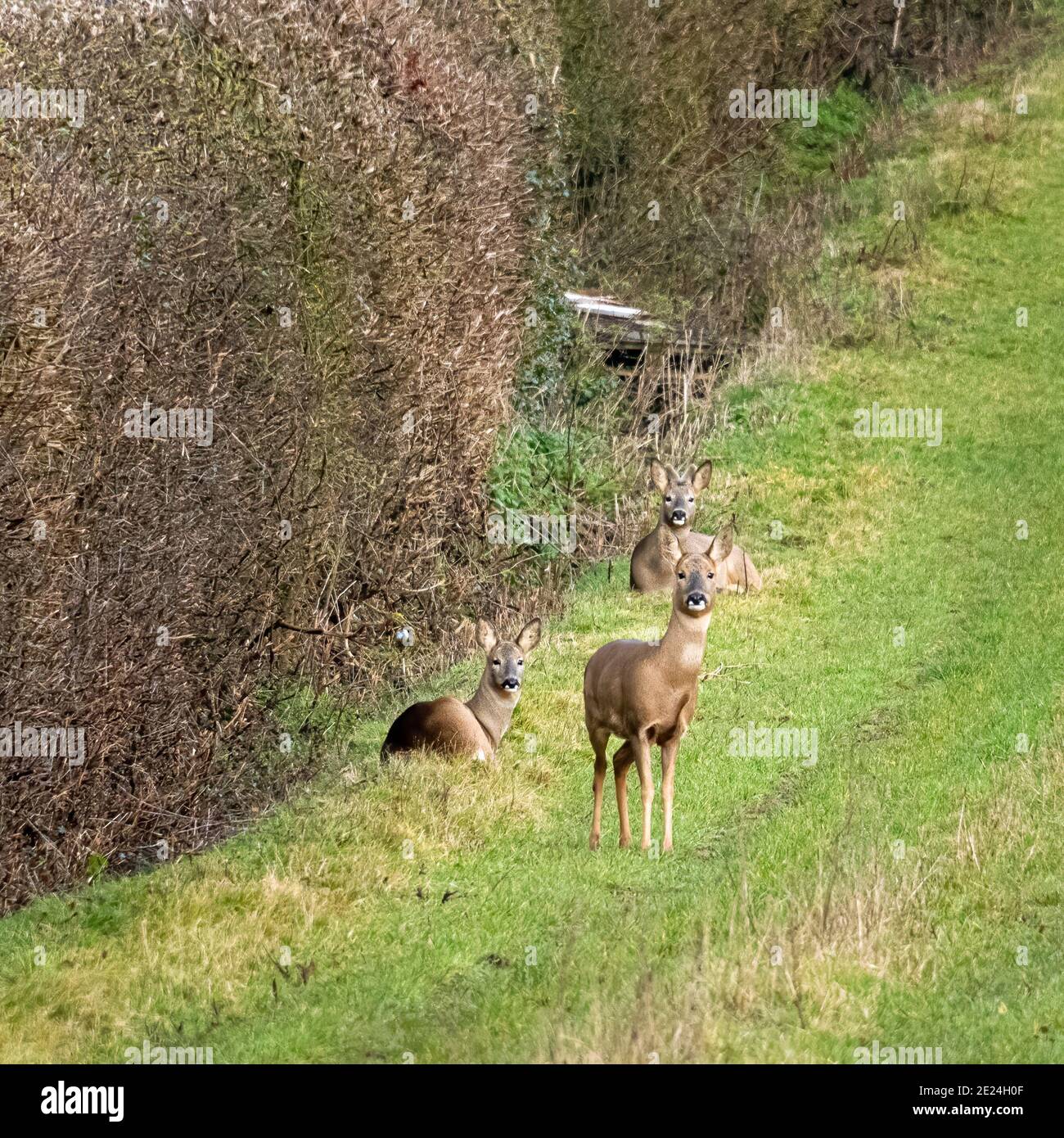 Roe deer at field hi-res stock photography and images - Alamy