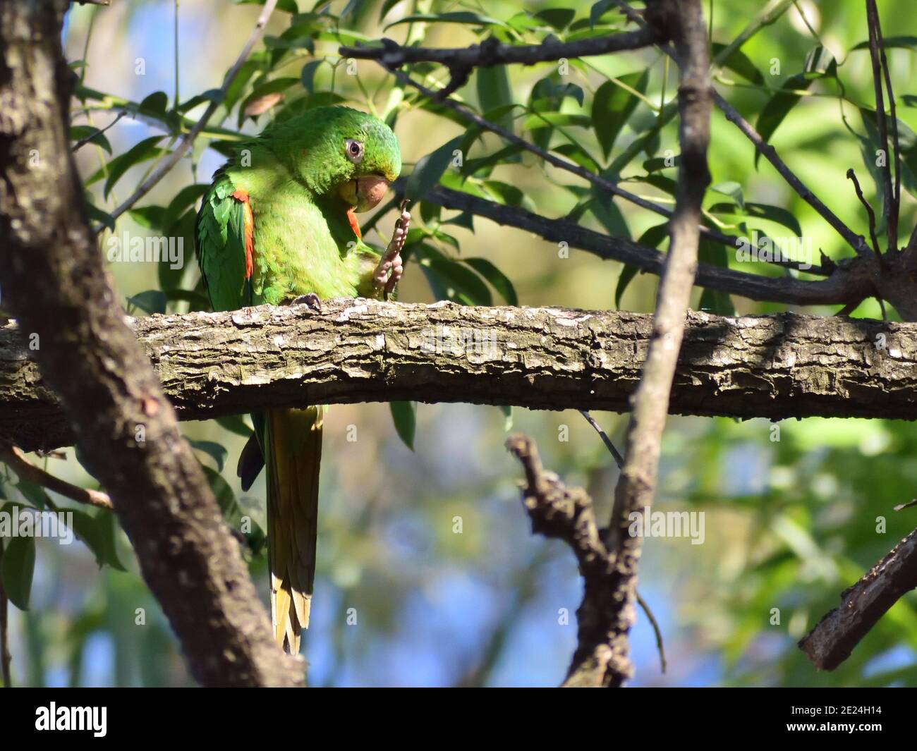 white-eyed parakeet or white-eyed conure (Psittacara leucophthalmus ...