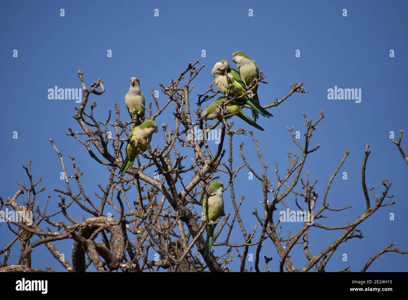 group of monk parakeet (myiopsitta monachus), or quaker parrot, in a ...