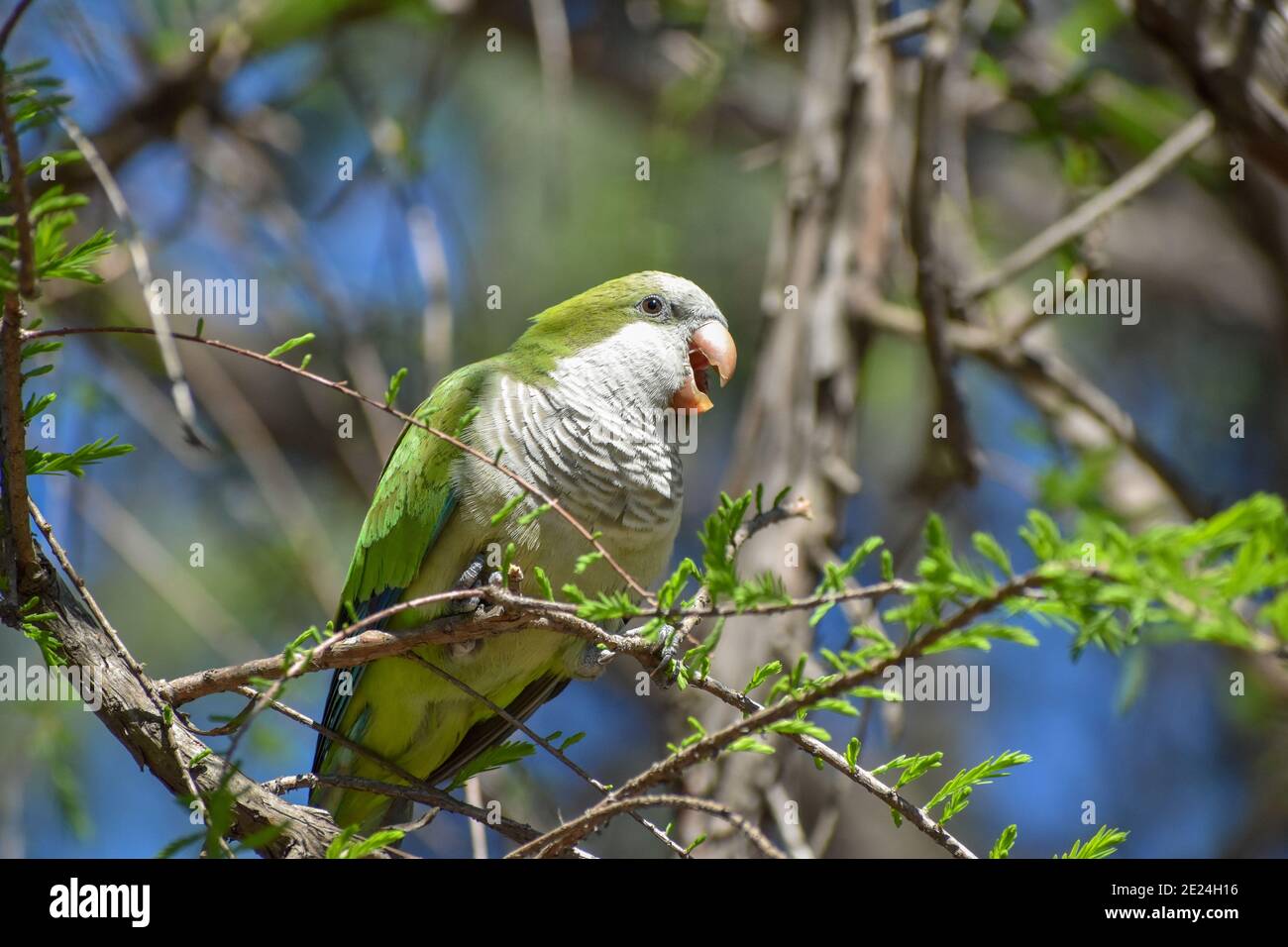 monk parakeet (myiopsitta monachus), or quaker parrot, screaming Stock ...