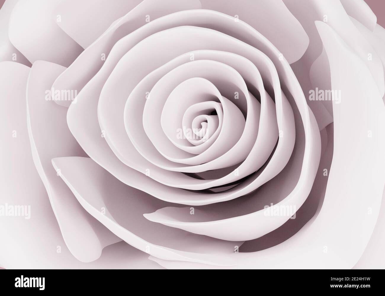 elegant white rose close up isolated on white, 3d render Stock Photo ...