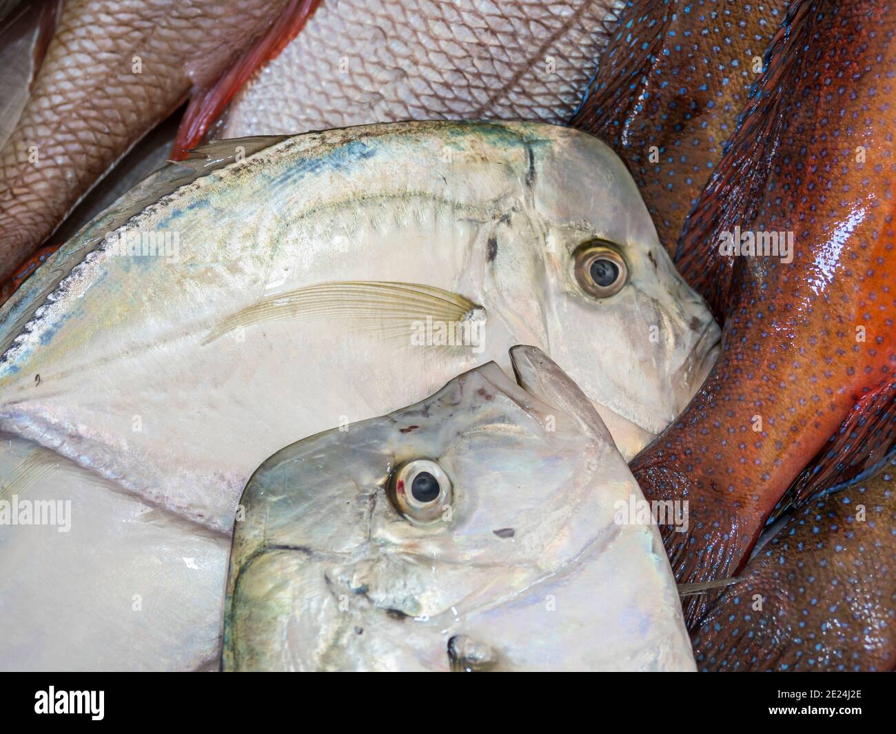 Fish market in Mercado Municipal di Praia in Plato. The capital Praia ...