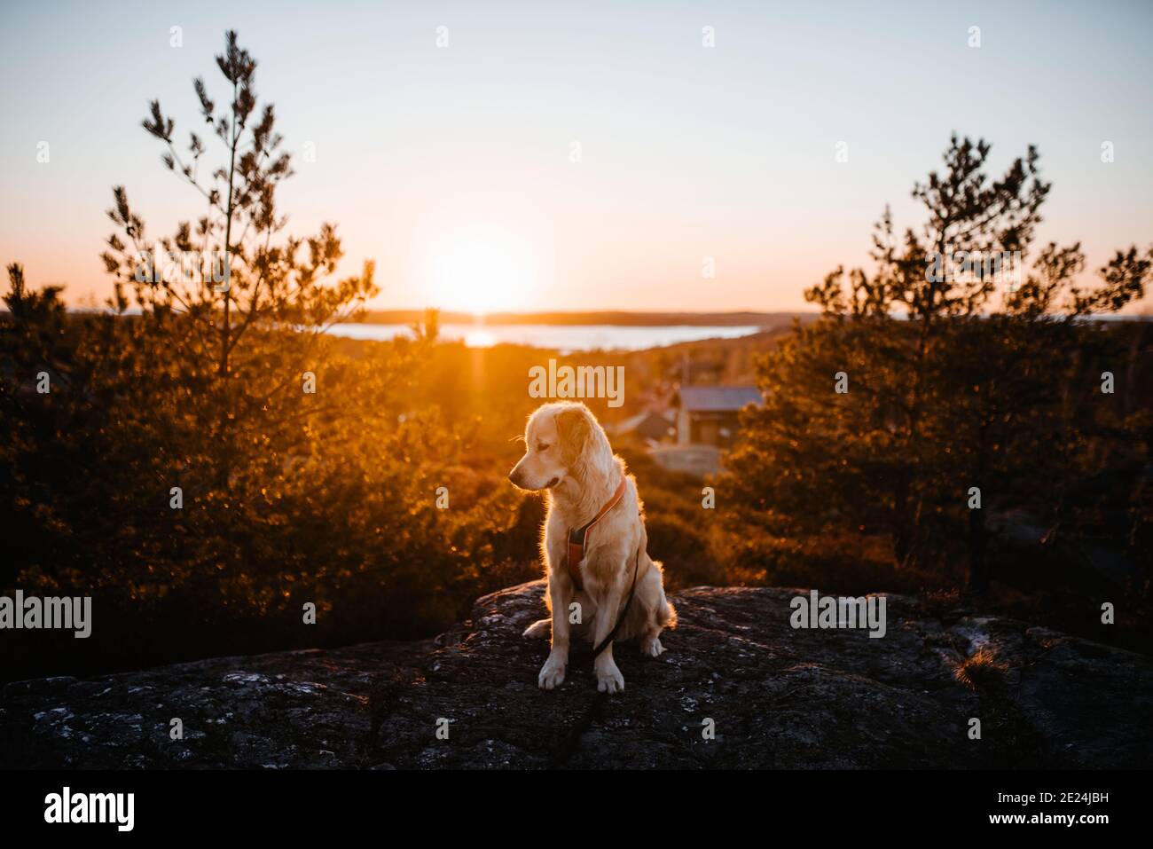 Domestic sunset hi-res stock photography and images - Alamy