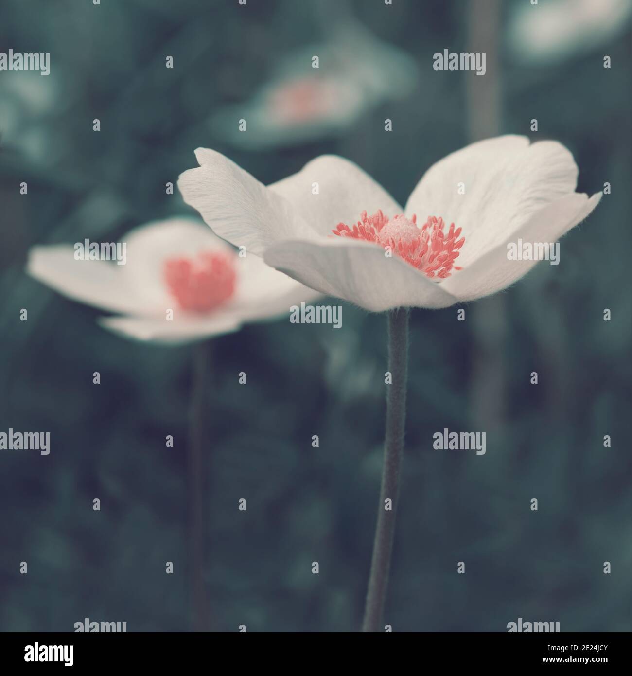 Stylized white flowers hi-res stock photography and images - Alamy