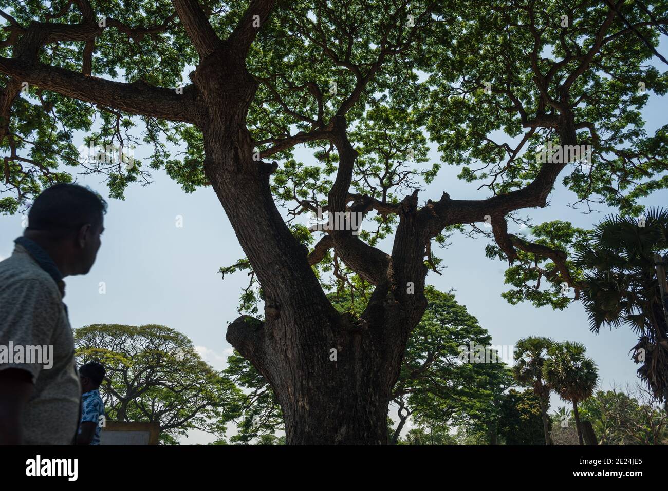 The Bodhi Fig Tree in Anuradhapura from the distance Stock Photo - Alamy