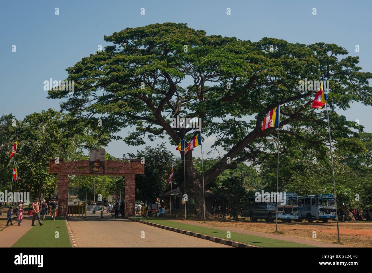 The Bodhi Fig Tree in Anuradhapura from the distance Stock Photo - Alamy