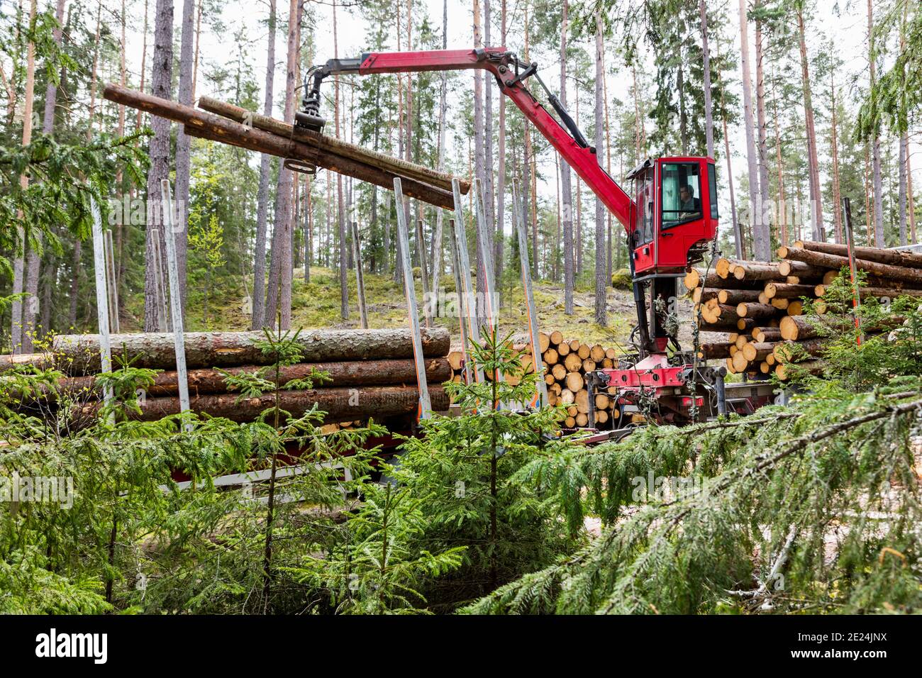 Forestry animals hi-res stock photography and images - Alamy