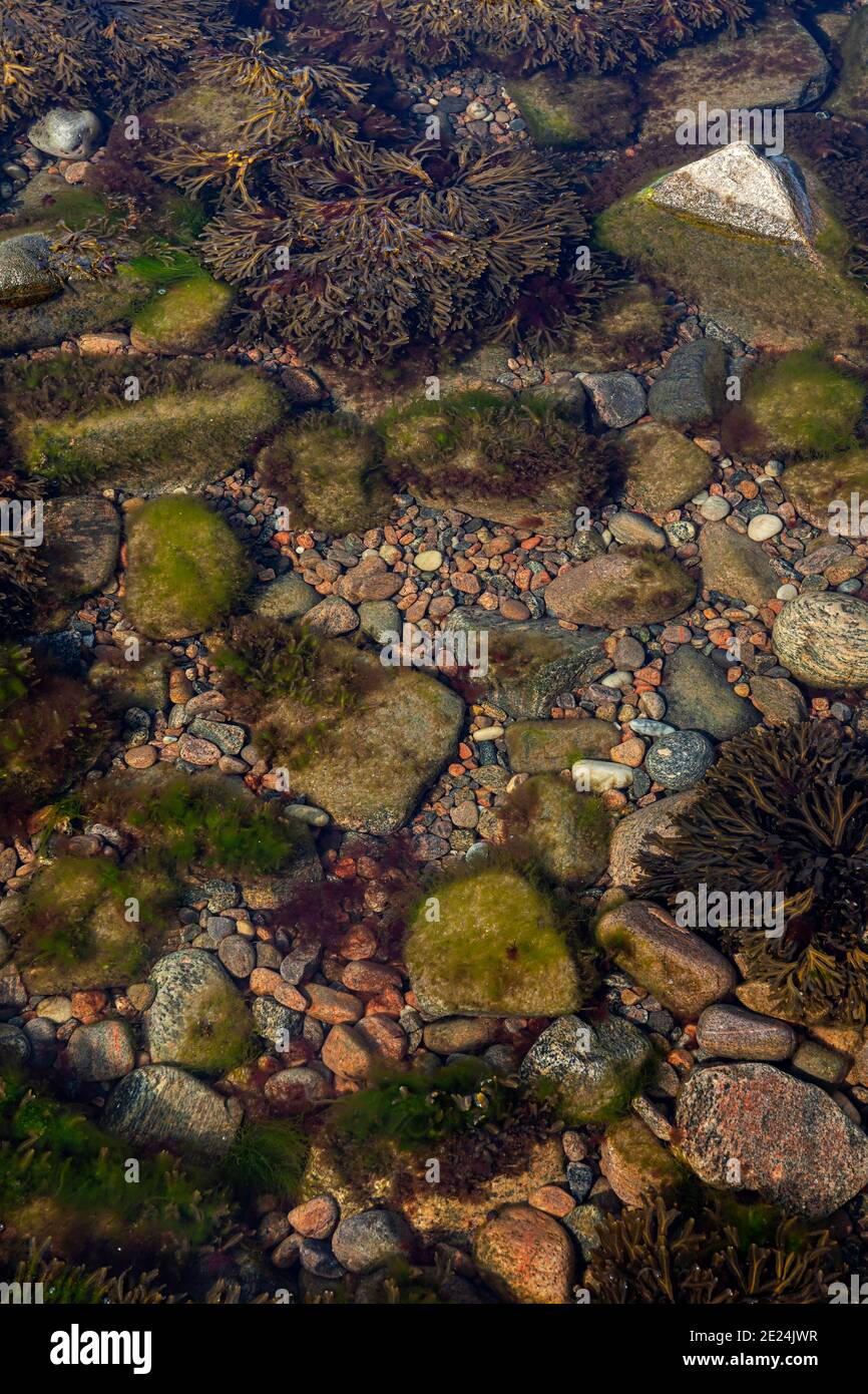 Stony seabed hi-res stock photography and images - Alamy